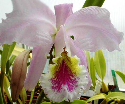 National Flower of Venezuela