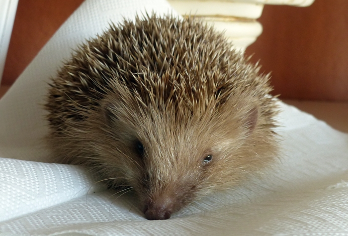 Hedschies Igel-Blog: Yellow