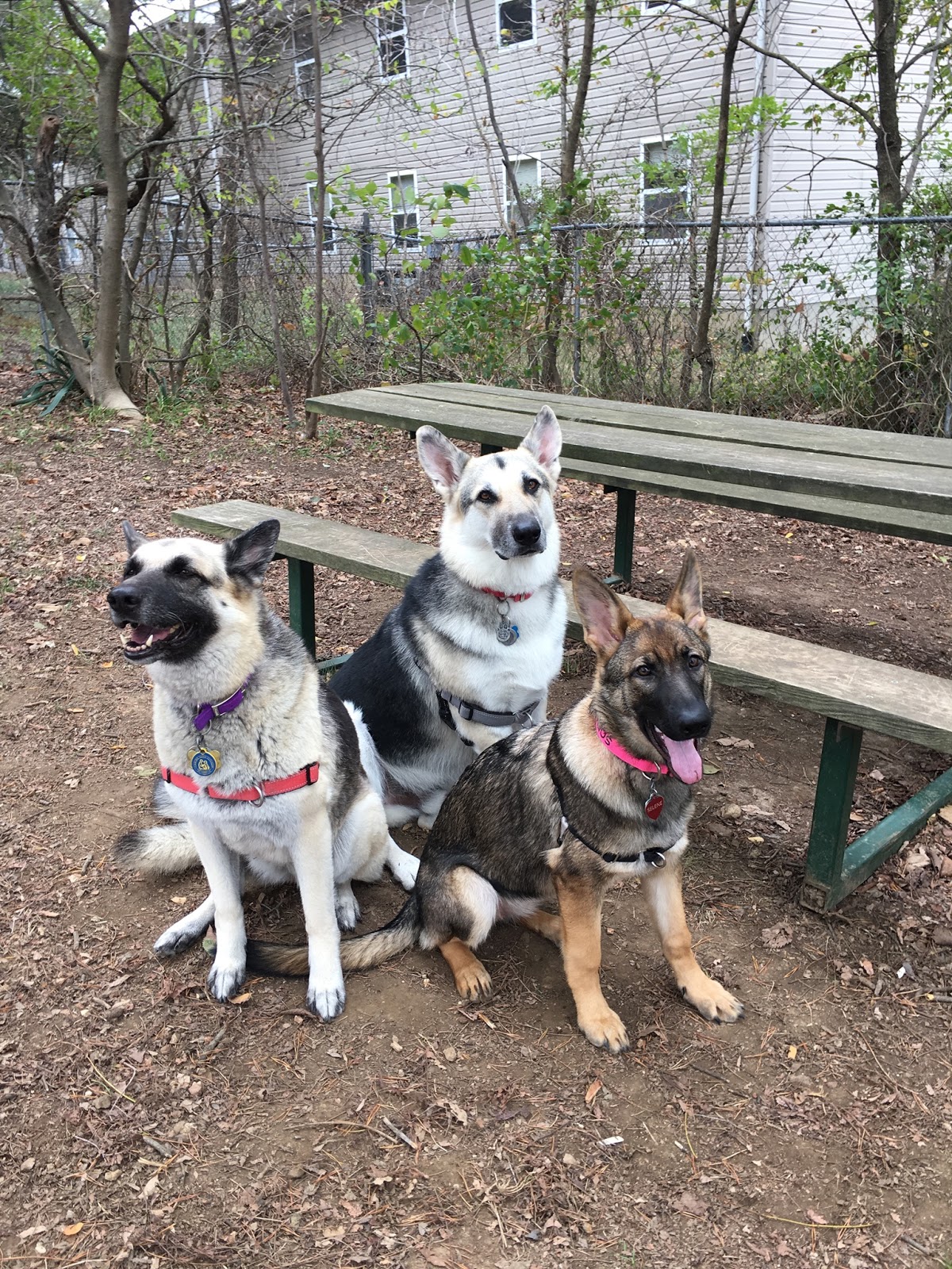 Pack of Four : The German Shepherd Dog Club of America Nationals