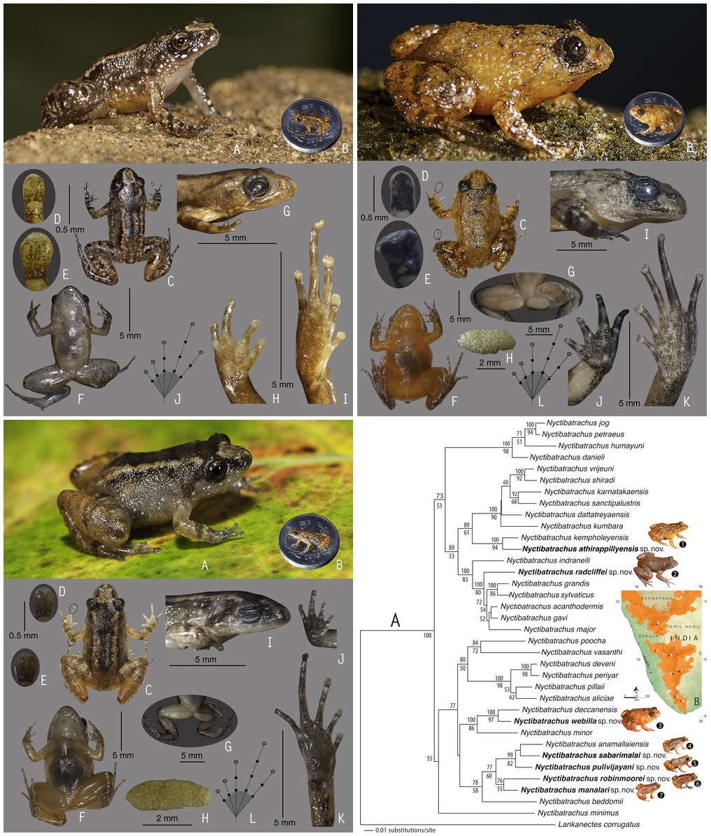 Species New to Science: [Herpetology • 2017] Seven New Species of Night ...