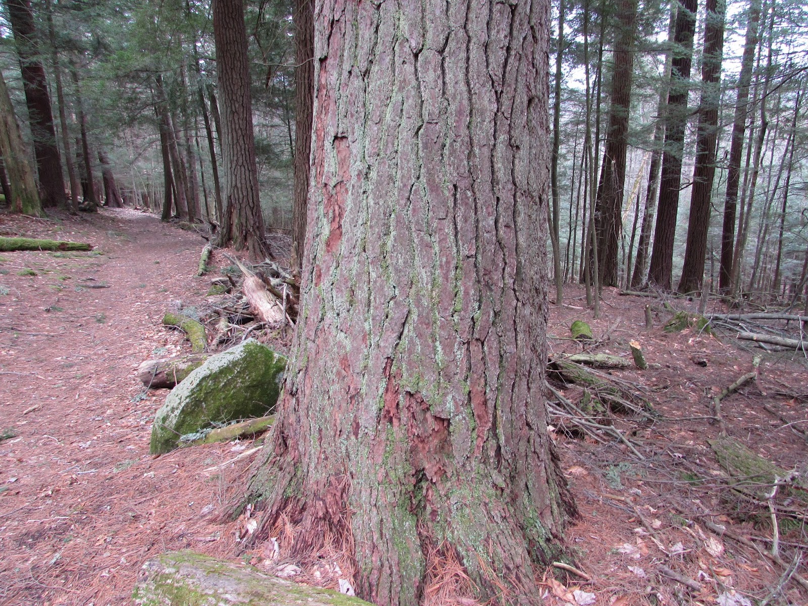 Cook Forest State Park: Tranquil Old Growth Forest, the Clarion River ...