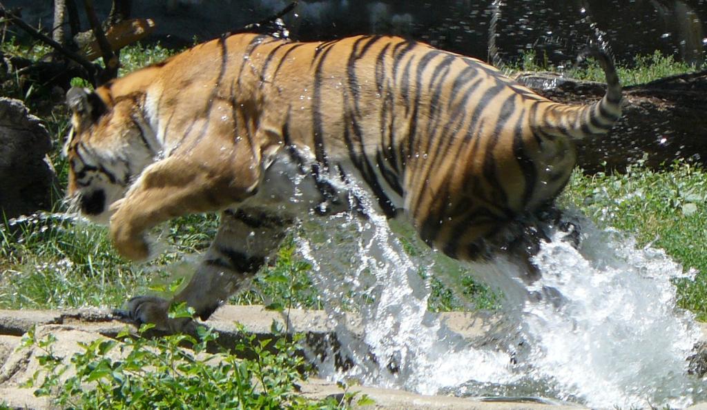 Tigers In Action Pictures ~ Wallpaper & Pictures