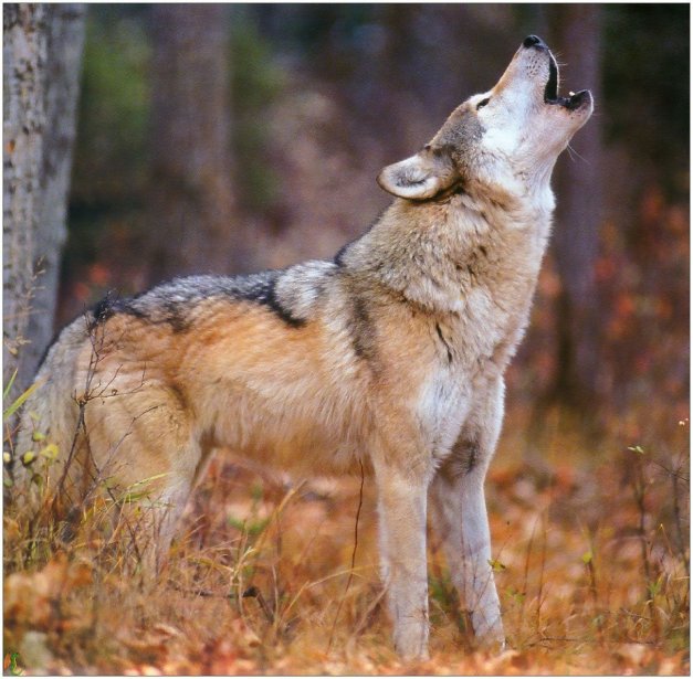 Artemisa: LOBOS. Una historia Mágica y Esotérica.