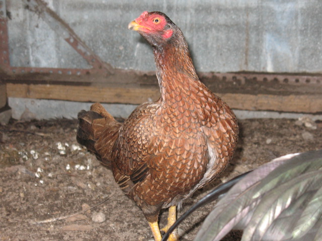 KING GHAZI: Indian Asil