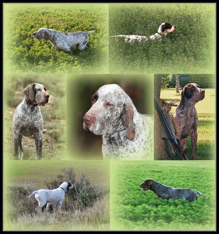 Perdiguero de Burgos | eligiendoperro