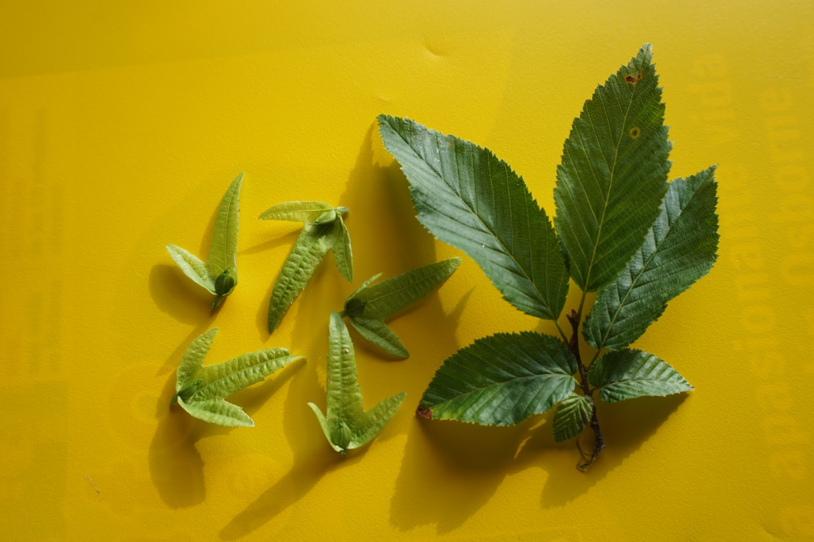 Plantas de Huerta Otea, Salamanca: Carpe blanco, hojaranzo (Carpinus ...