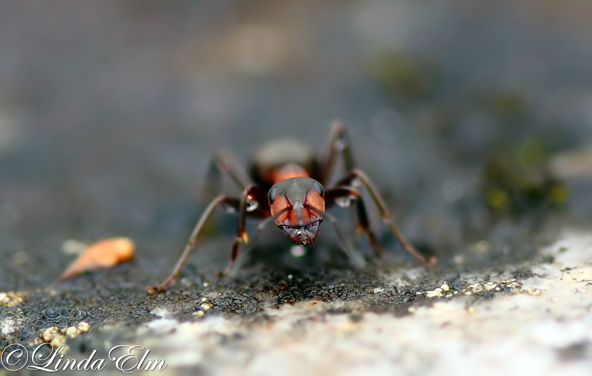 Fotograf LindaElm: Badande myror - Swimming ants