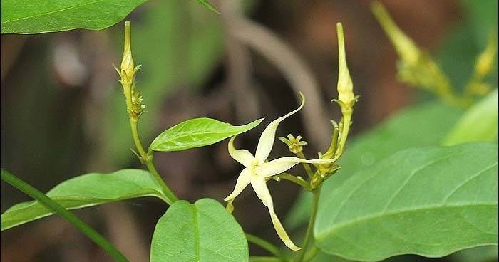 blog naturalny: Cryptolepis