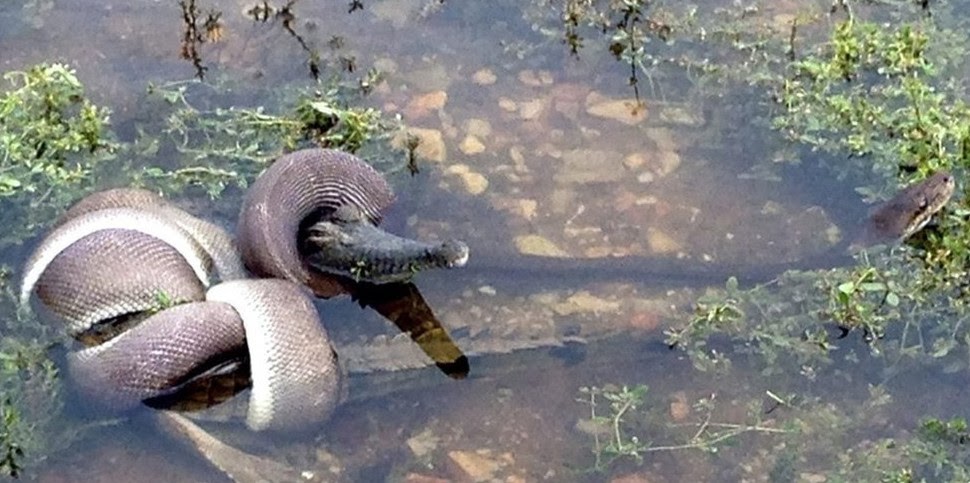 HEBOH!! Ular Makan Buaya di Australia [FOTO] | Portal