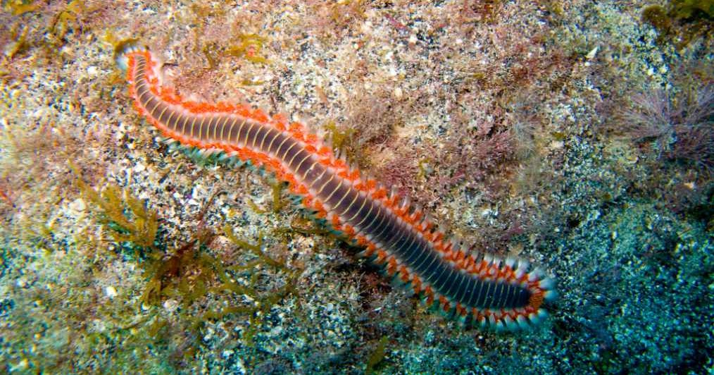 Anélidos: características y tipos - Biología