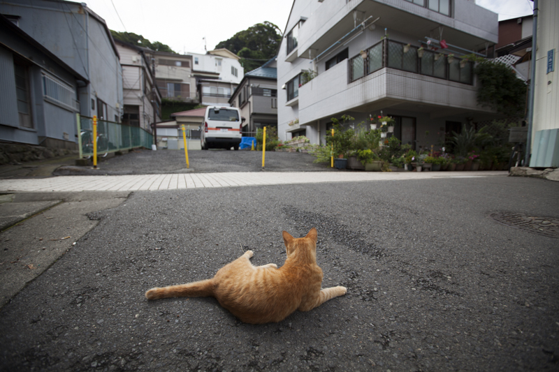 Naomi Stevens Elliott: Enoshima Island: cats and legends