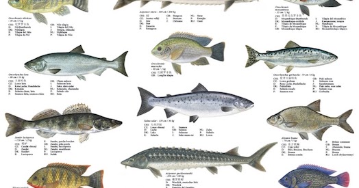 poisson especes representatives» Info ≡ Voyage - Carte - Plan