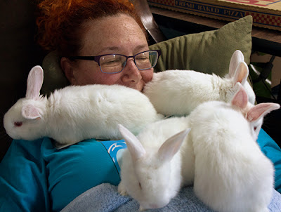 Vet Tips: How Do You Take Care Of Newly Spayed Or Neutered Rabbits?