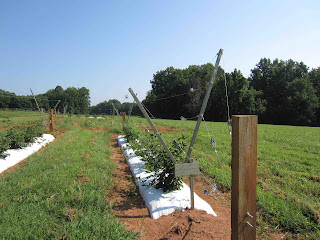 Team Rubus: Rotating Cross Arm Trellis