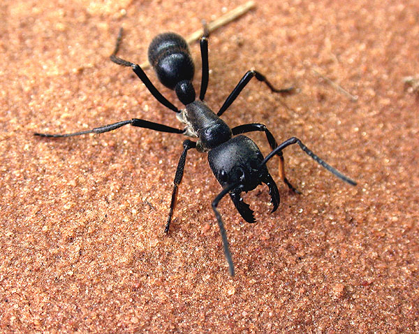 fauna e flora ameaçadas de extinção: FORMIGA GIGANTE