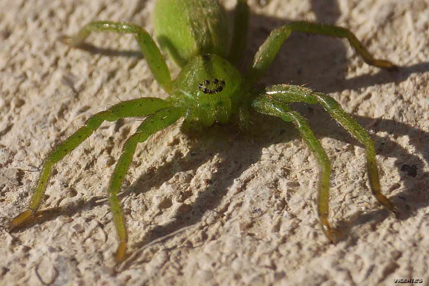 Fauna silvestre de Hormaza: Micrommata virescens
