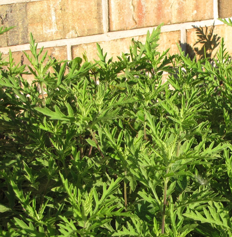 Beautiful Food Gardens: Out and around the garden