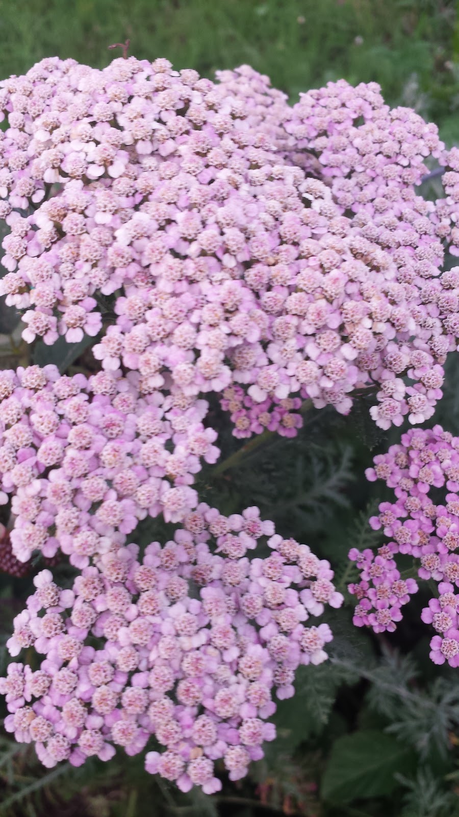 Stolisnik (Achillea millefolium)