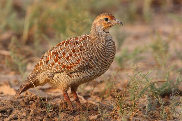 Birds of Bangladesh: ধুসর তিতির / Grey Francolin/ Grey Partridge