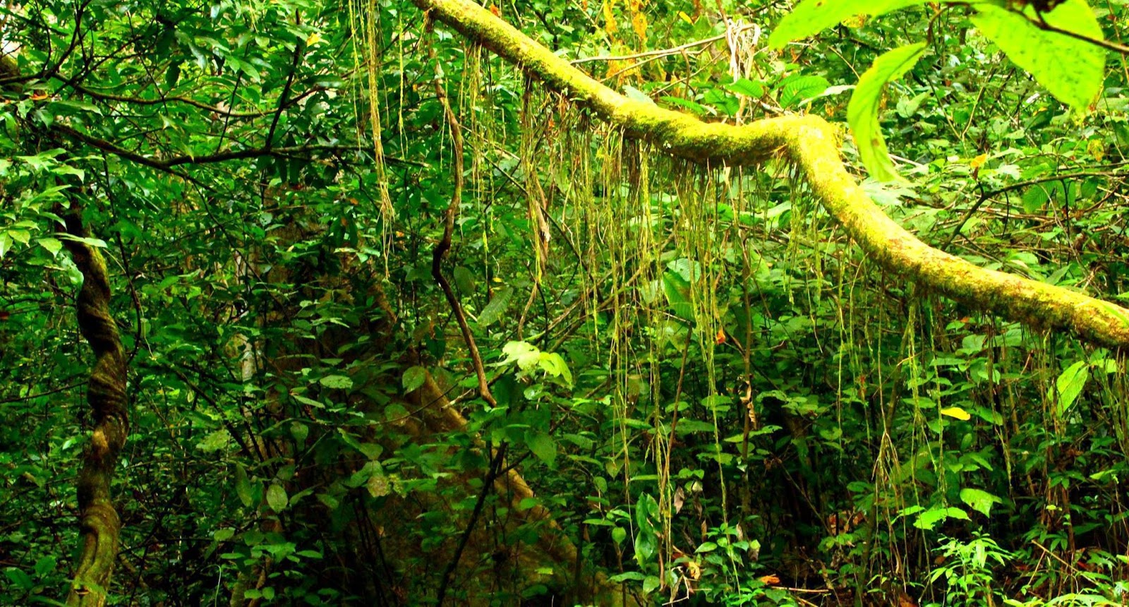 കാടിന്റെ തണുപ്പും കാഴ്ചകളുമായി ചിമ്മിണി വൈൽഡ് ലൈഫ് - Chimmini Wild Life ...