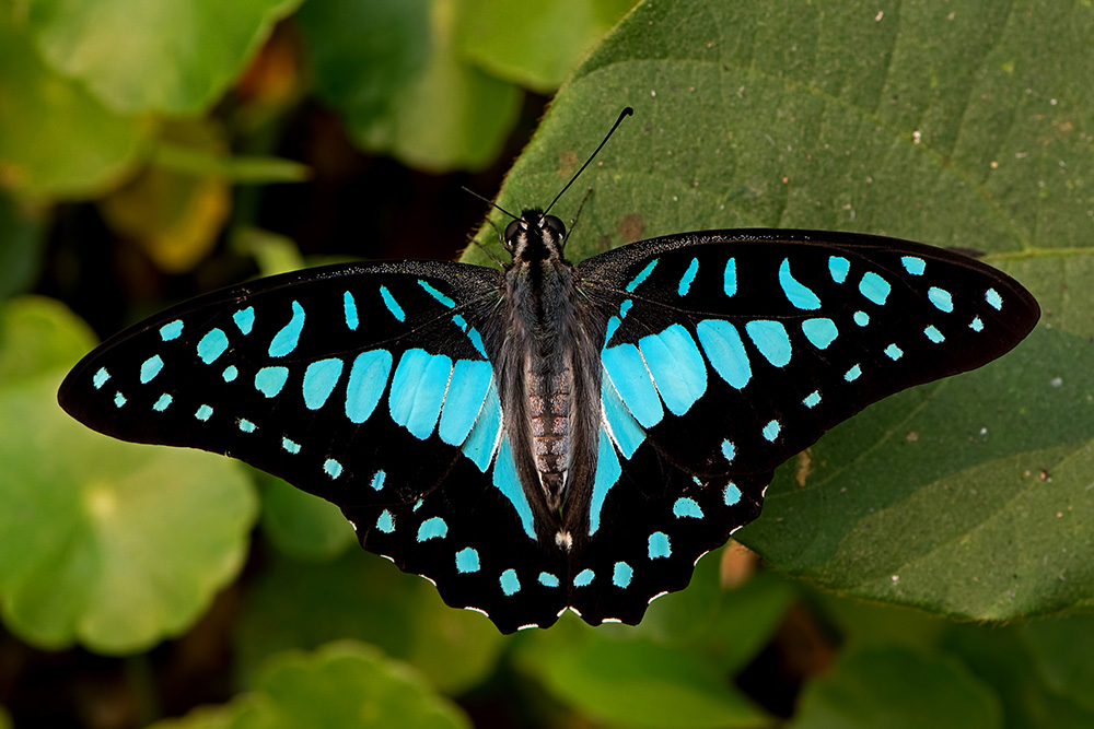 Graphium doson DATASHEET | BugsAlive