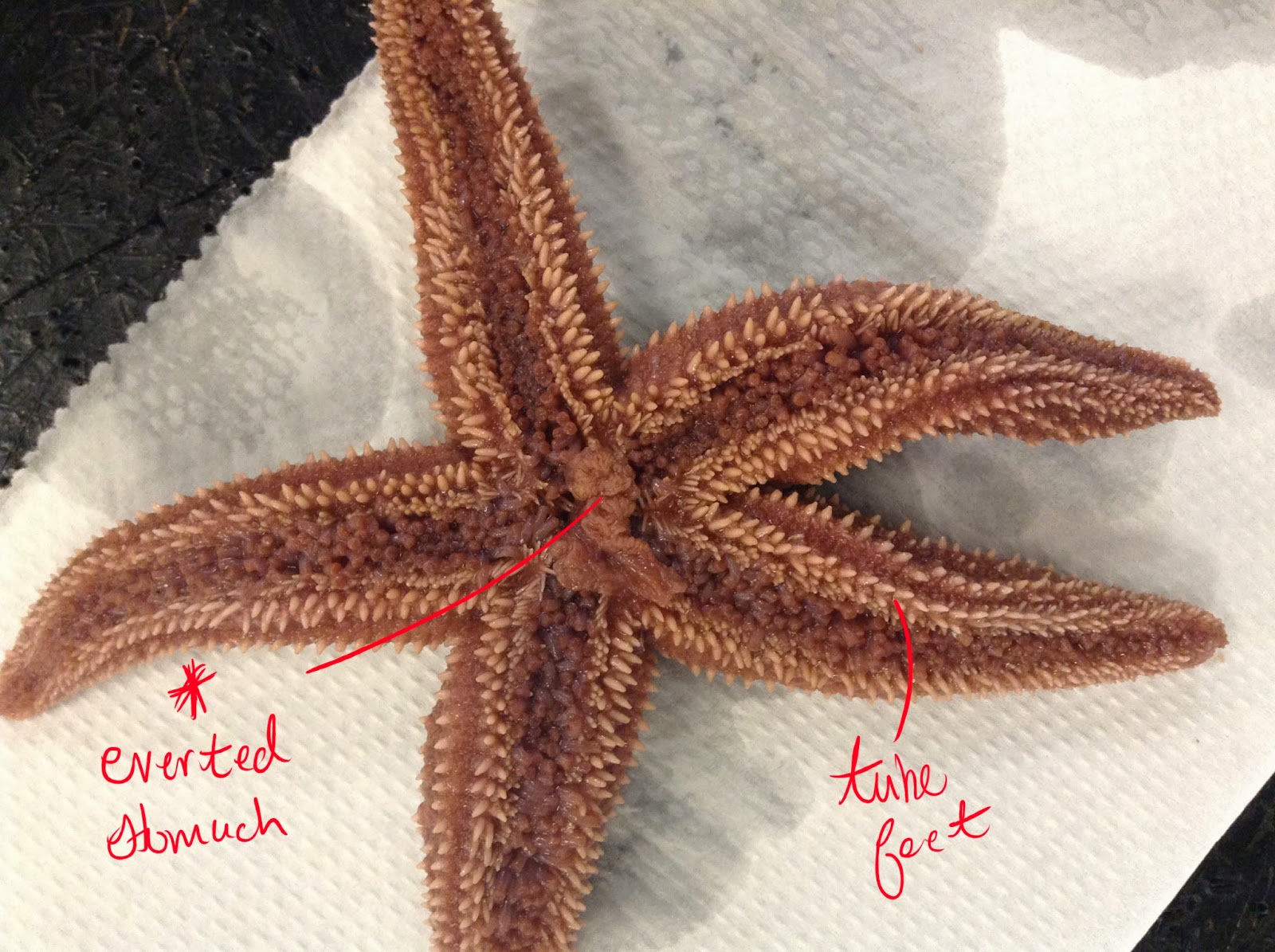Set The House Spider Free: Star Fish Dissection