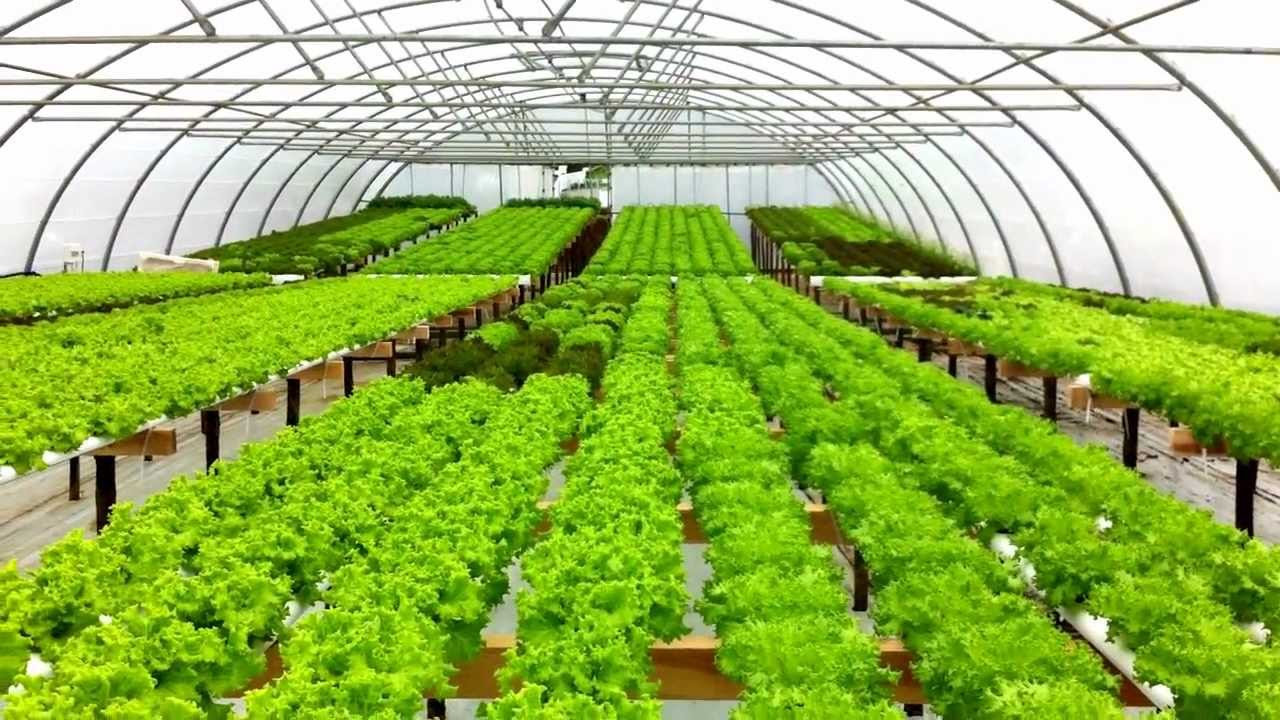 cultivo em hidroponia,curso hidroponia,hidropônicos,cultivo de ...