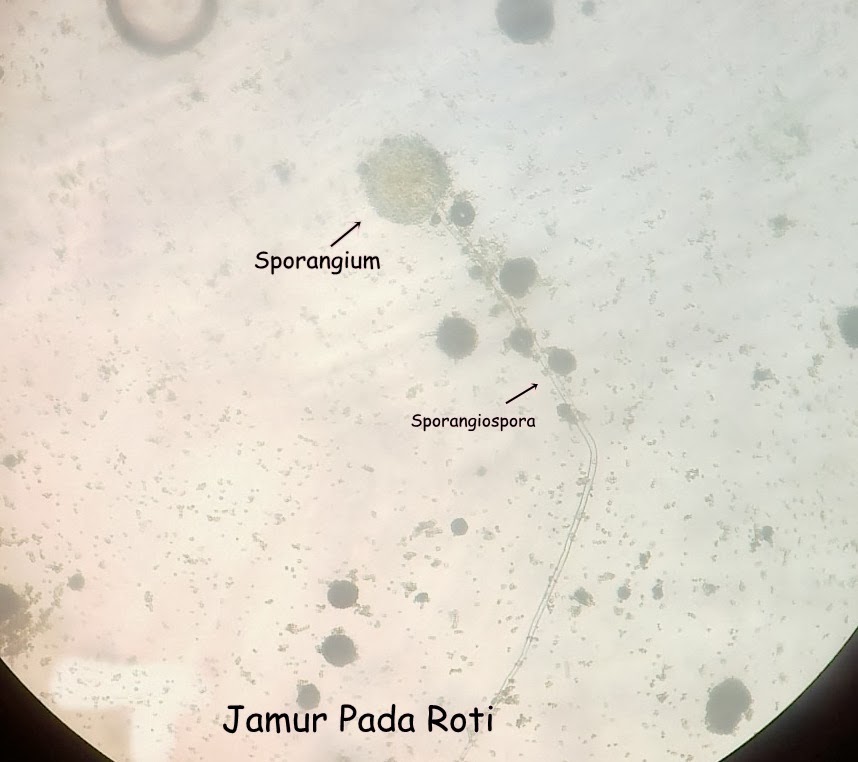 Rizqi Murtafi'ah: Jamur Pada Roti