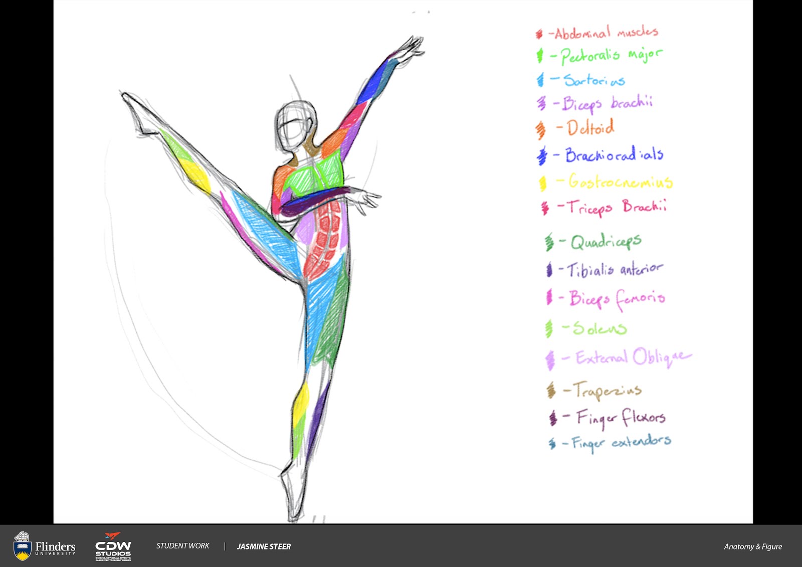 Anatomy and Figure week 1: Muscle Study