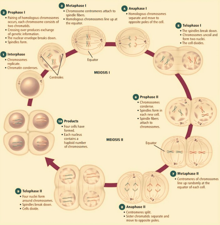 PEMBELAHAN MITOSIS DAN MEIOSIS