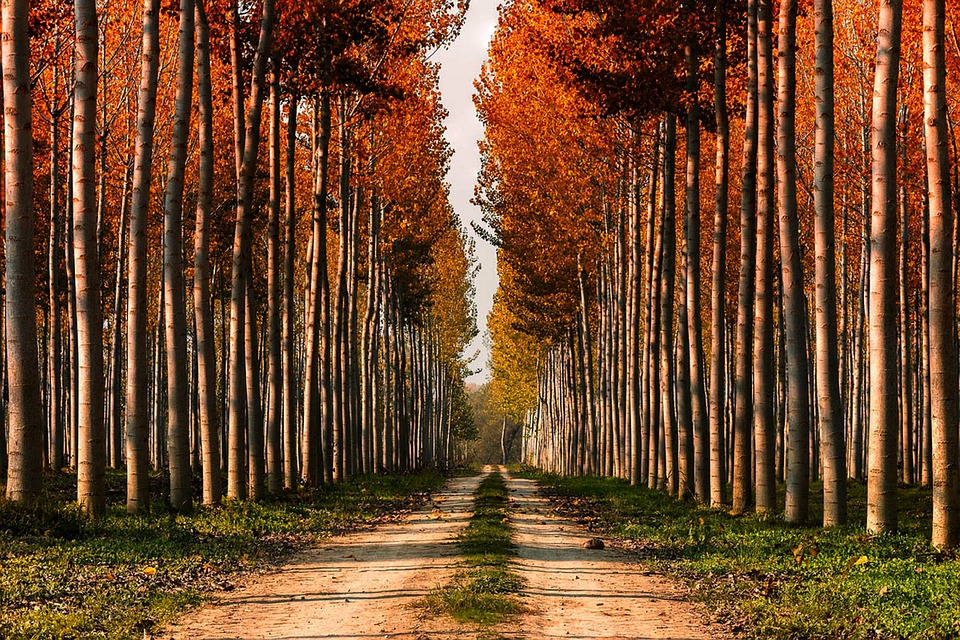 Populus «álamo» - Id Plantae