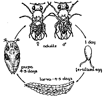 Elo's Frog Blog: Post 8: This week in Science (Fruit Flies Part 1)