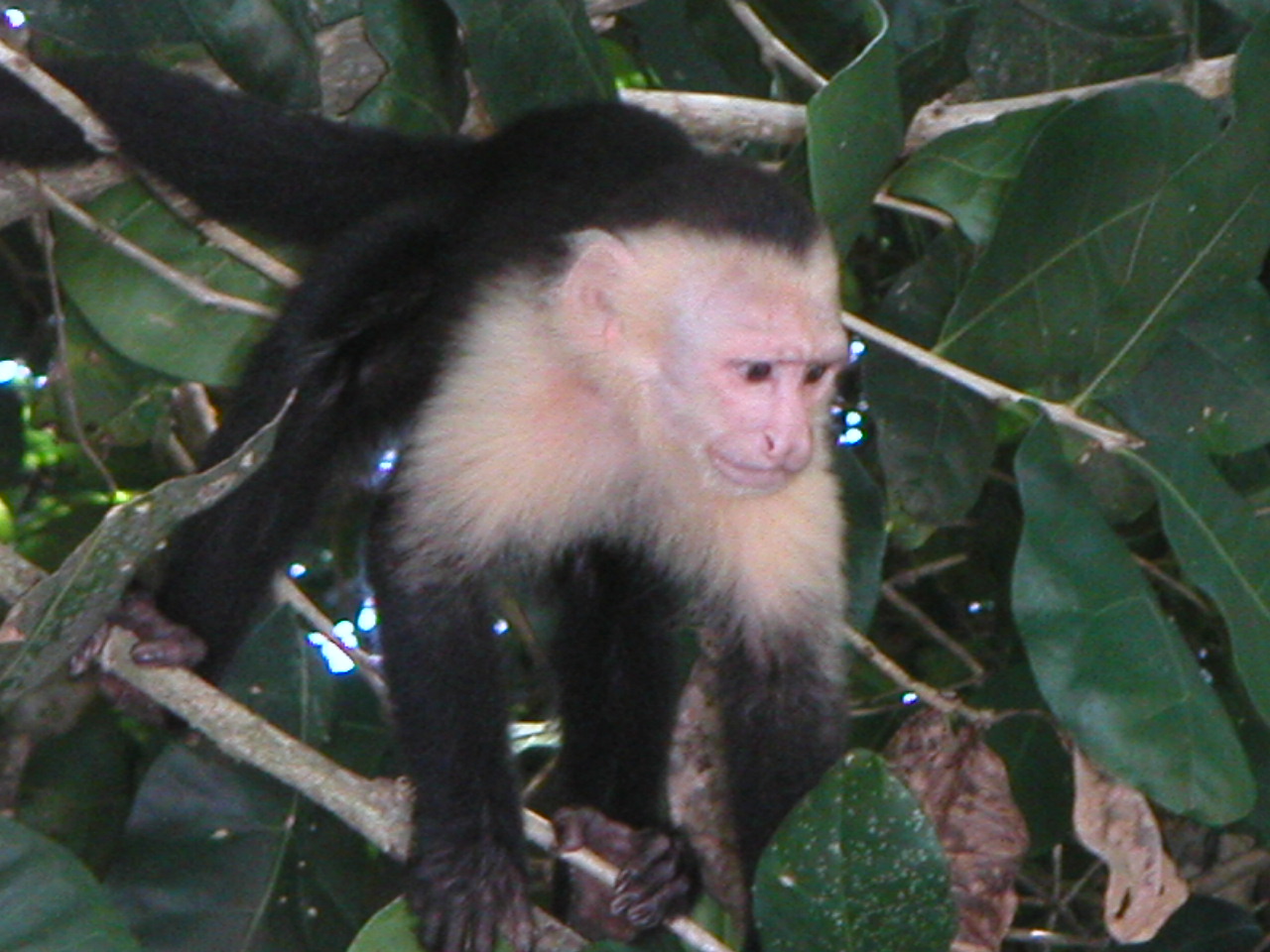 Animalandia: Monkey