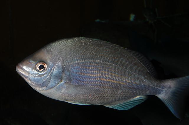 Artes de Pesca: VAMOS A PESCAR PAÑOSO PARTXIMIKI PANCHA O CHOPA