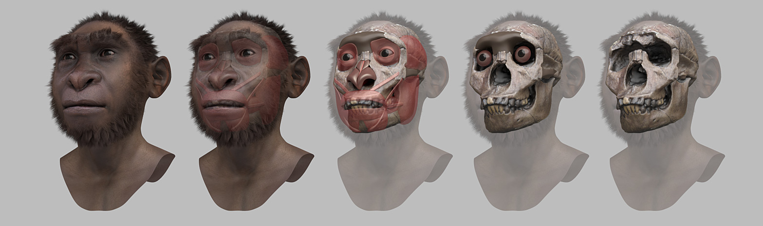 ATOR: Turkana boy - forensic facial reconstruction rendered in Cycles