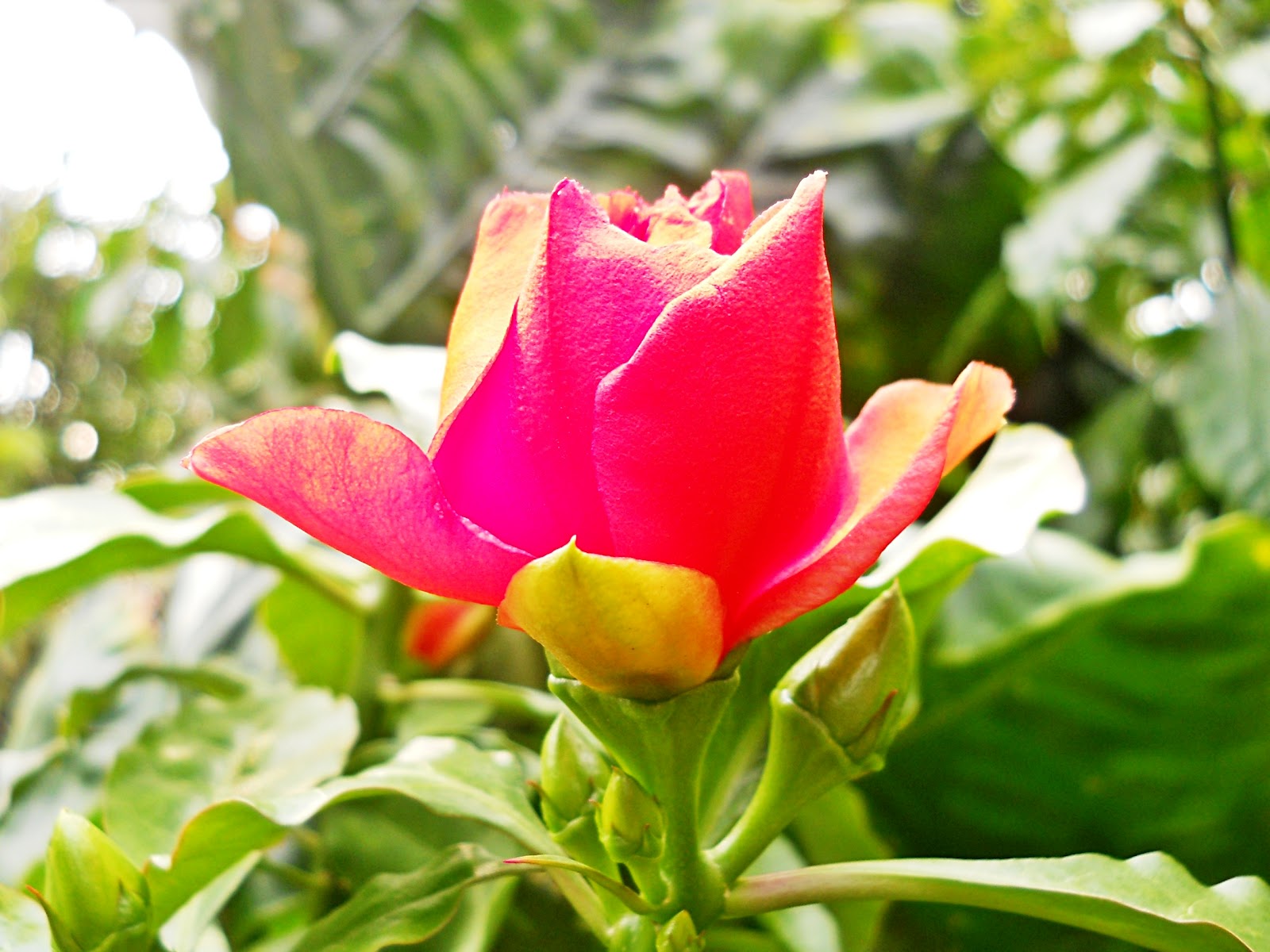 Rasa Di Hati: Cantikknya bunga Jejarum Hutan