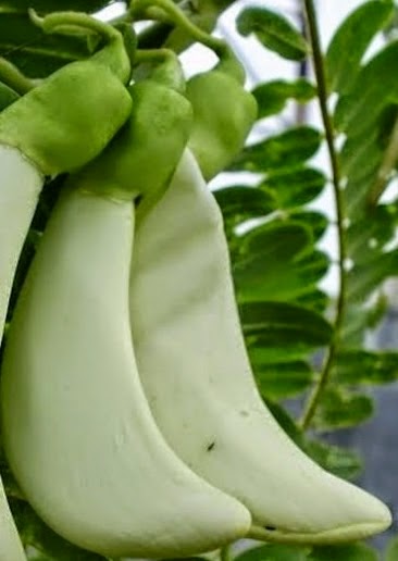 Mengenal Bunga Turi, Manfaat dan Kandungan Nutrisinya | Gemar Ternak ...