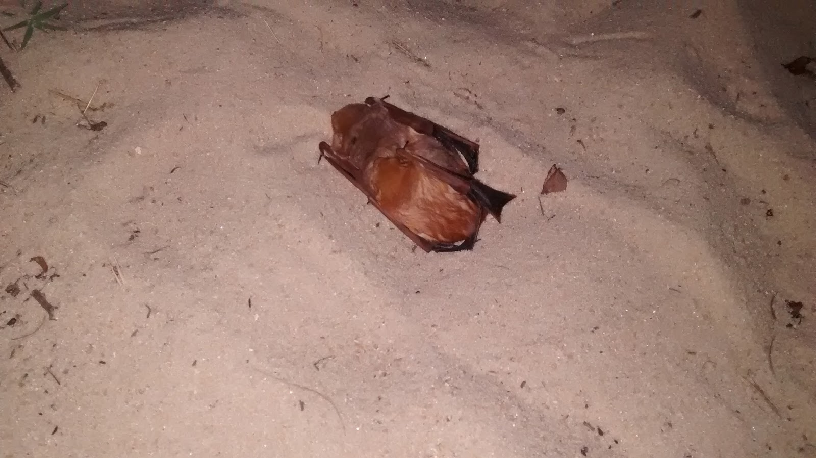 Feather Chucker: August 2016