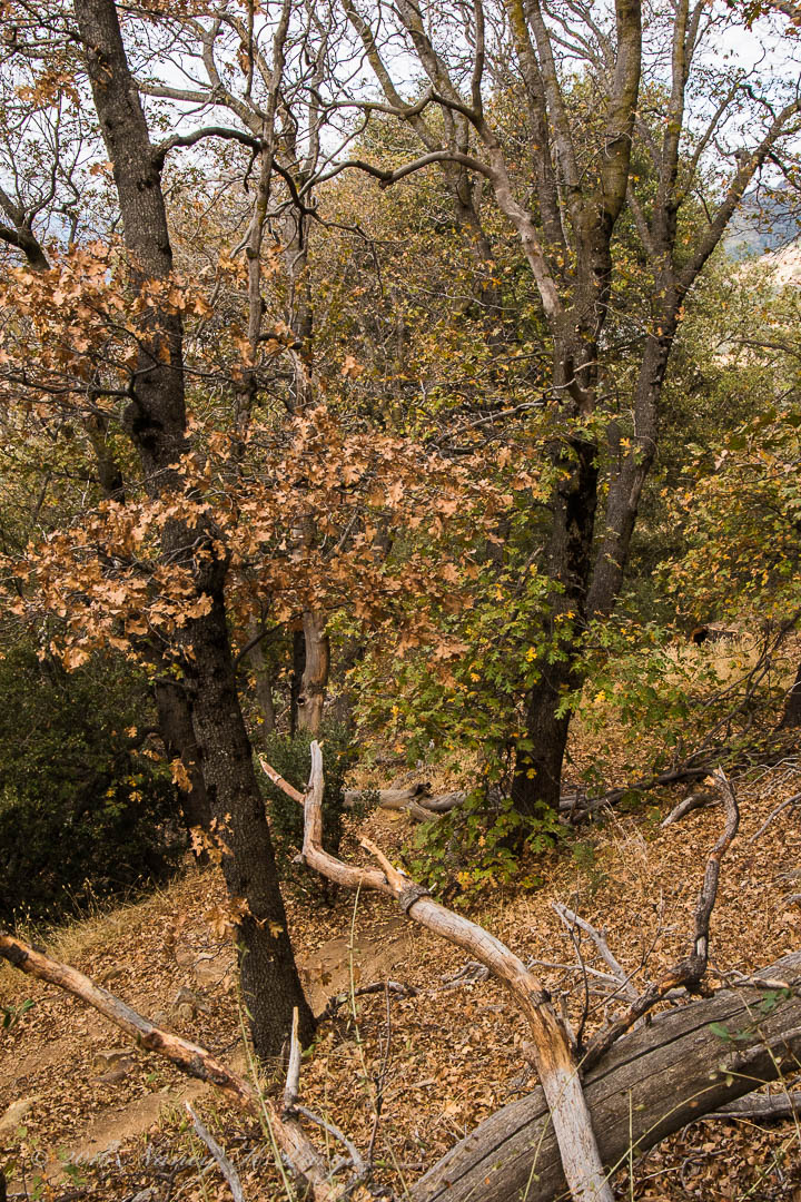 Raven Travels: FALL DAY IN JULIAN, CA