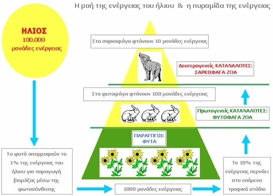 της έκτης τα...σαϊνια: Τροφικές αλυσίδες και τροφικά πλέγματα