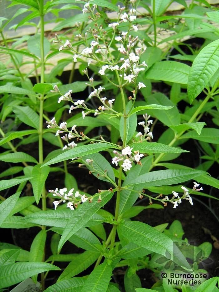 Argentina nativa: Cedrón (Aloysia citriodora)