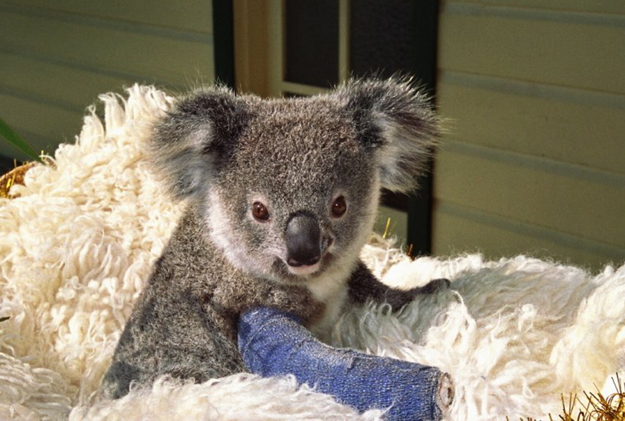 Interesting Facts About Koala Bear