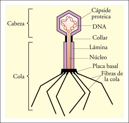 Ciencias del Mundo Contemporaneo por Aitor cañete.: Ciclo bacteriófago.