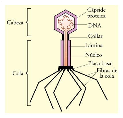 Ciencias del Mundo Contemporaneo por Aitor cañete.: Ciclo bacteriófago.