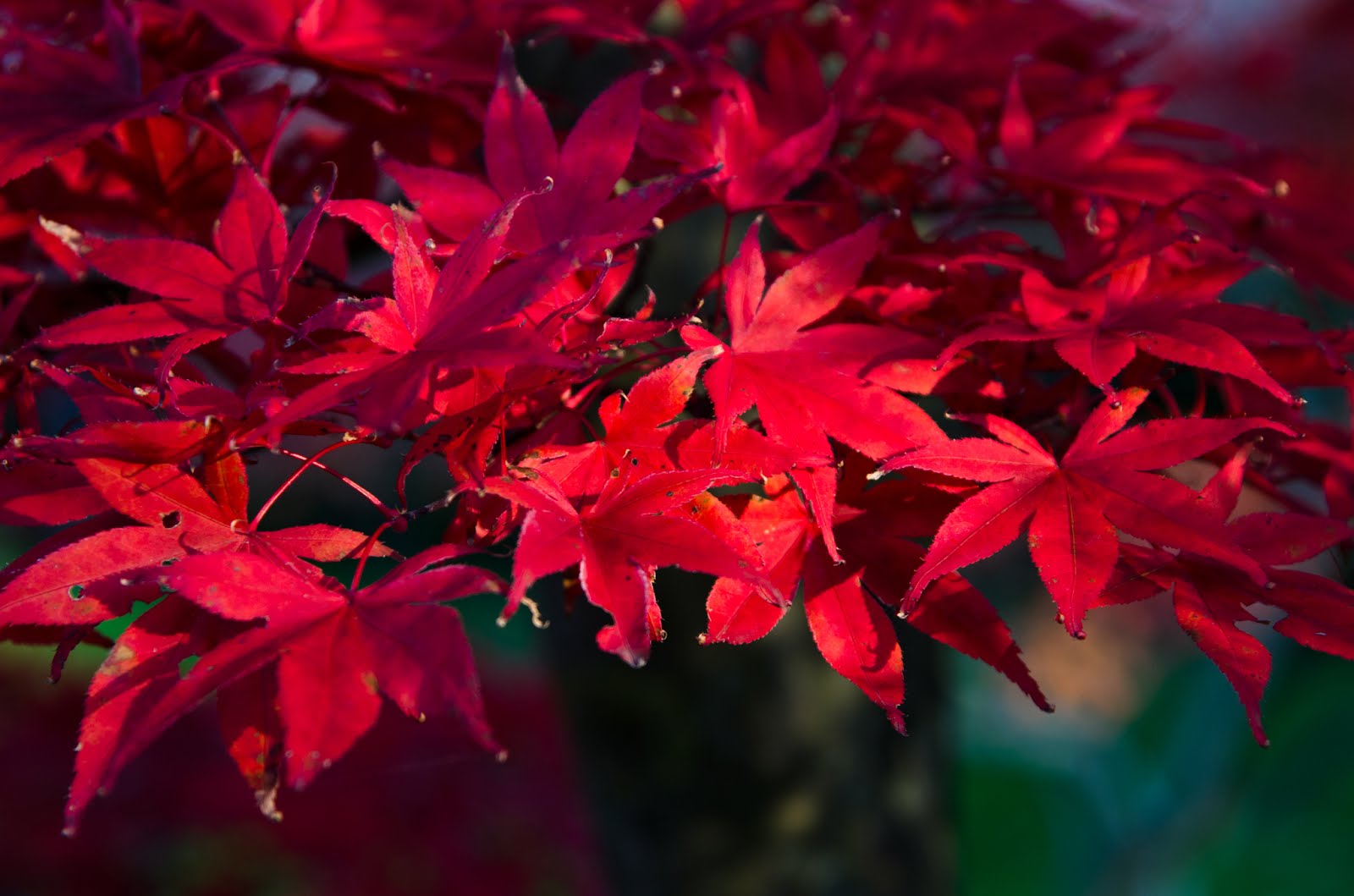 rote Ahorne im Herbst