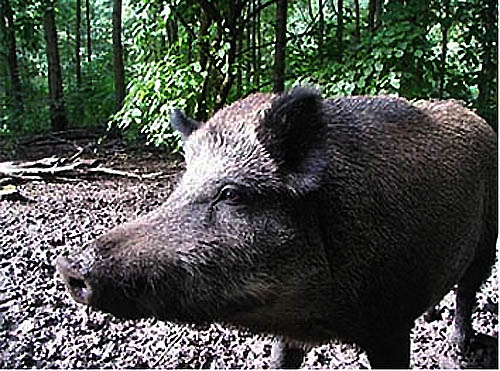 One Hundred Mountains: The wolf and the wild boar