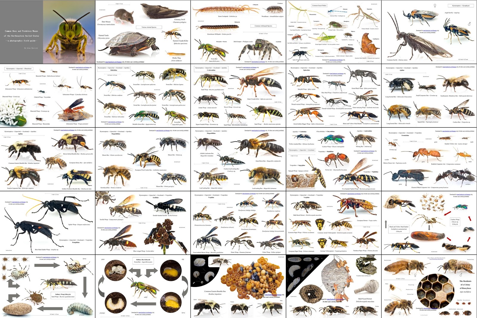 Corona Apicultores: HIMENÓPTEROS