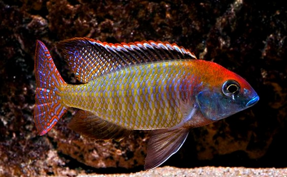 馬拉威湖慈鯛 Lake Malawi Cichlids: 非洲慈鯛 - 馬拉威湖 - 紅帽珍珠 - Lethrinops sp. red ...