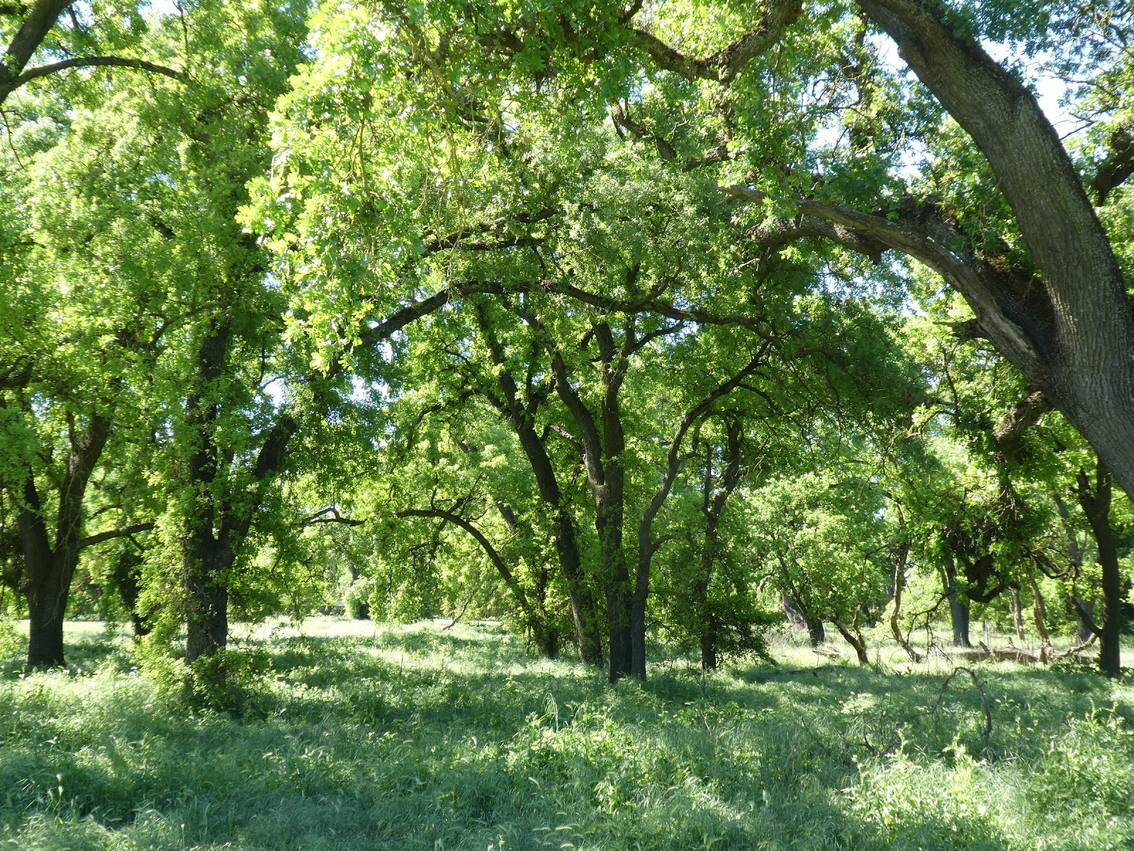 Urban Landscape, Native Landscape: Oak Grove Regional Park Stockton