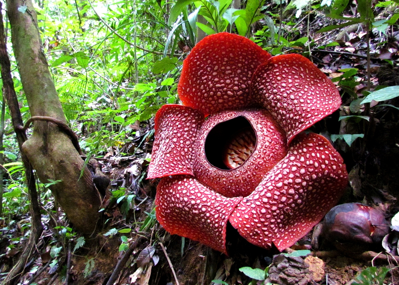 RAFFLESIA ARNOLDII FLOWER photos - wallpapers | the fun bank